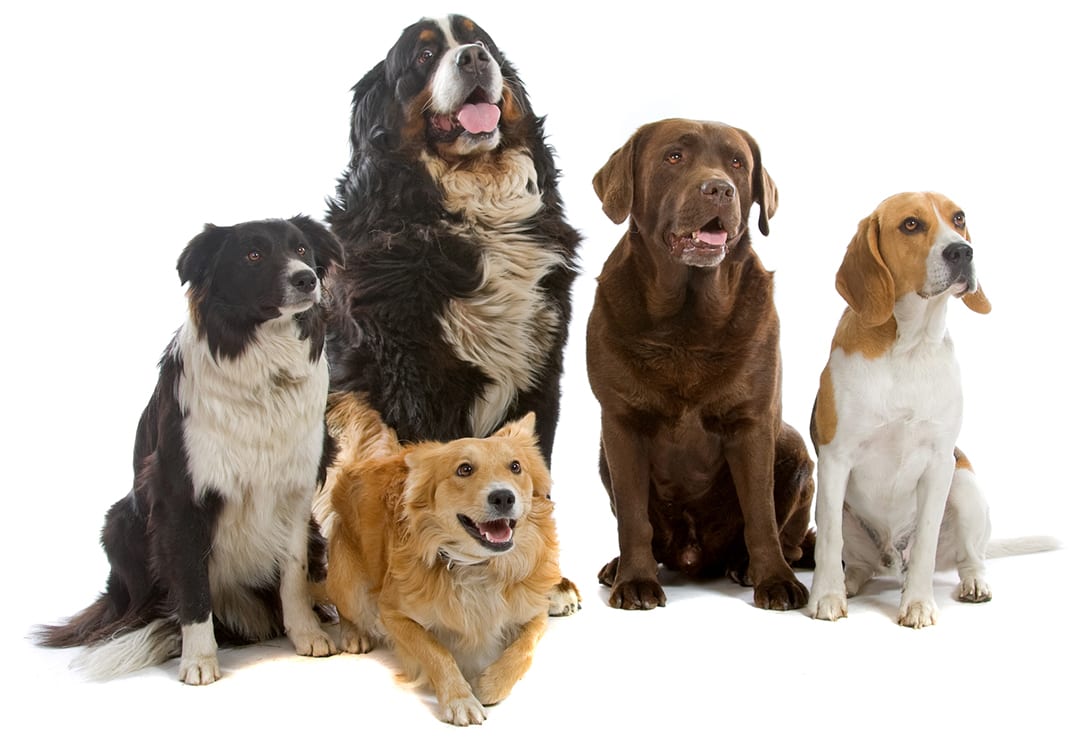 Forside - Den Lille Hundesalon